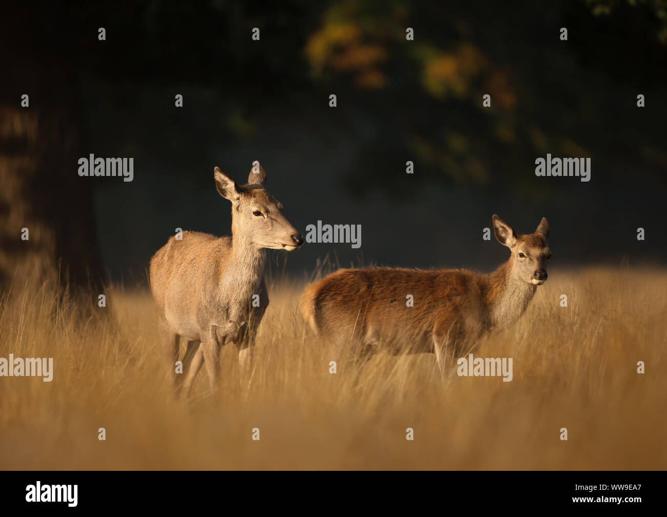 Red deer cervus elaphus female hi-res stock photography and images - Alamy
