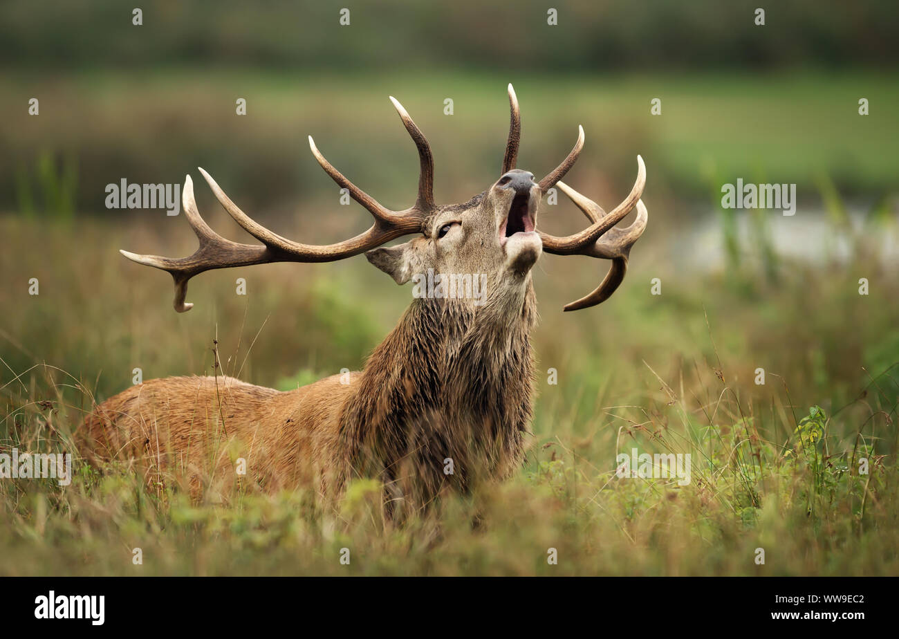 Close-up of red deer stag calling during rutting season in autumn, UK ...