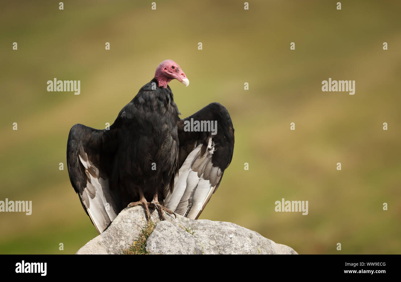 Turkey vultures wings spread hi-res stock photography and images - Alamy