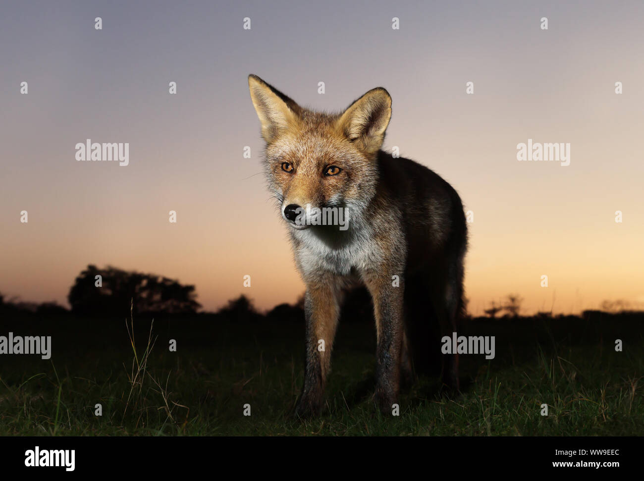 Close up of a Red fox at sunset Stock Photo - Alamy