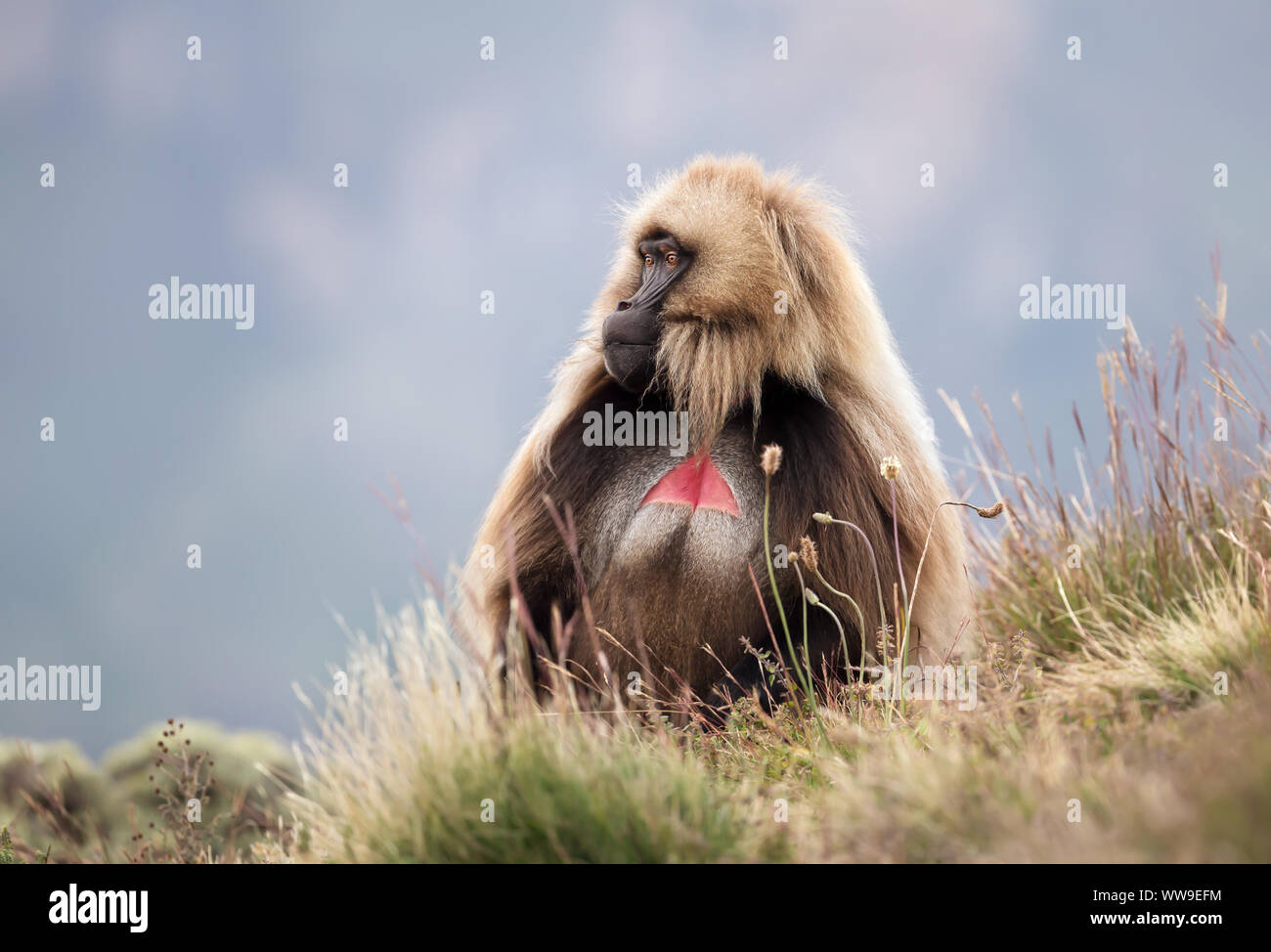 Close up of male Gelada monkey (Theropithecus gelada) sitting in grass ...