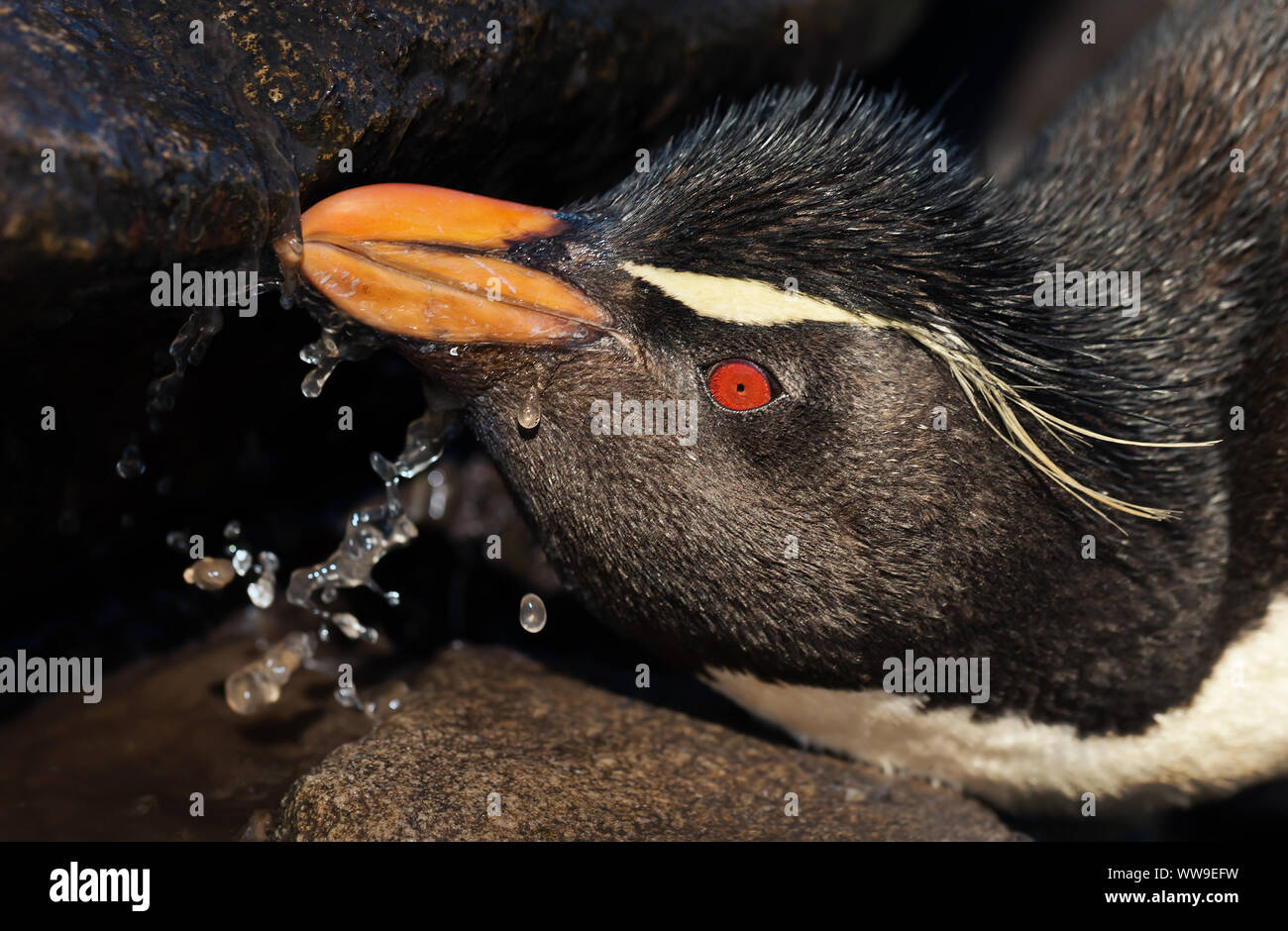 Penguin drinking drink thirsty hi-res stock photography and images - Alamy
