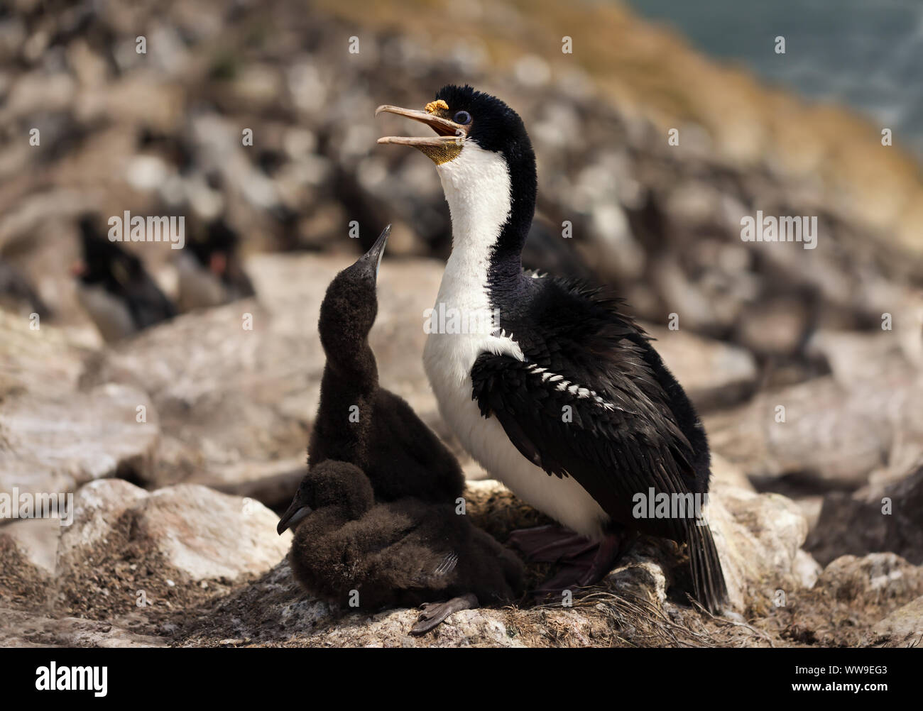 Close-up of an Imperial shag (Leucocarbo atriceps) with two little ...