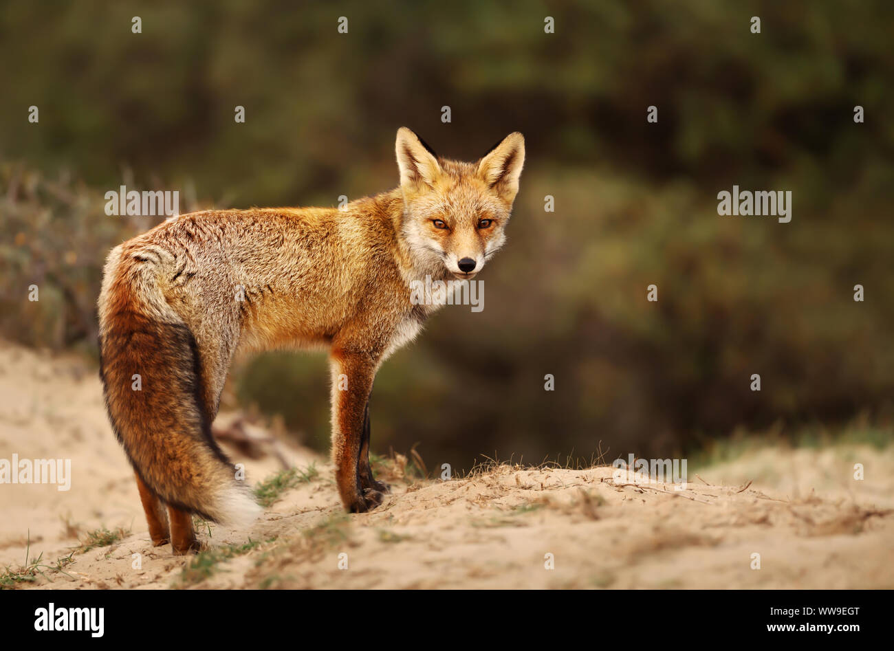 Close up of a Red fox (Vulpes vulpes) in sand dunes Stock Photo - Alamy
