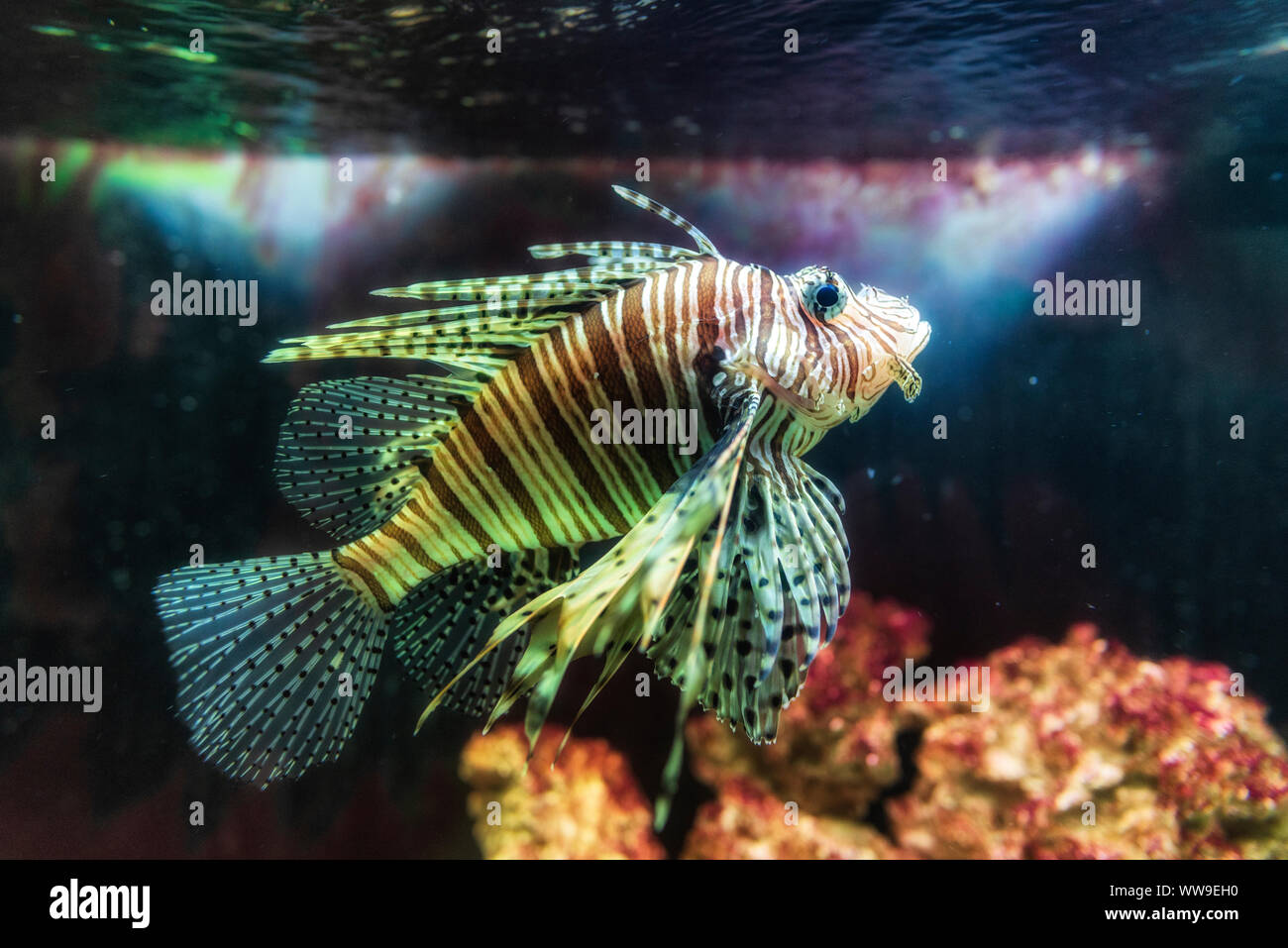 Coral reef fish hi-res stock photography and images - Alamy