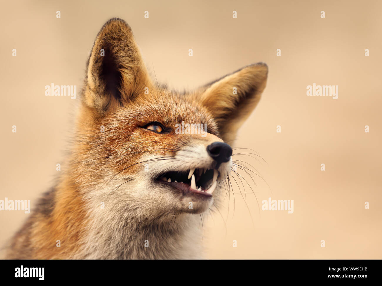 Portrait of a red fox (Vulpes vulpes) against clear background Stock ...
