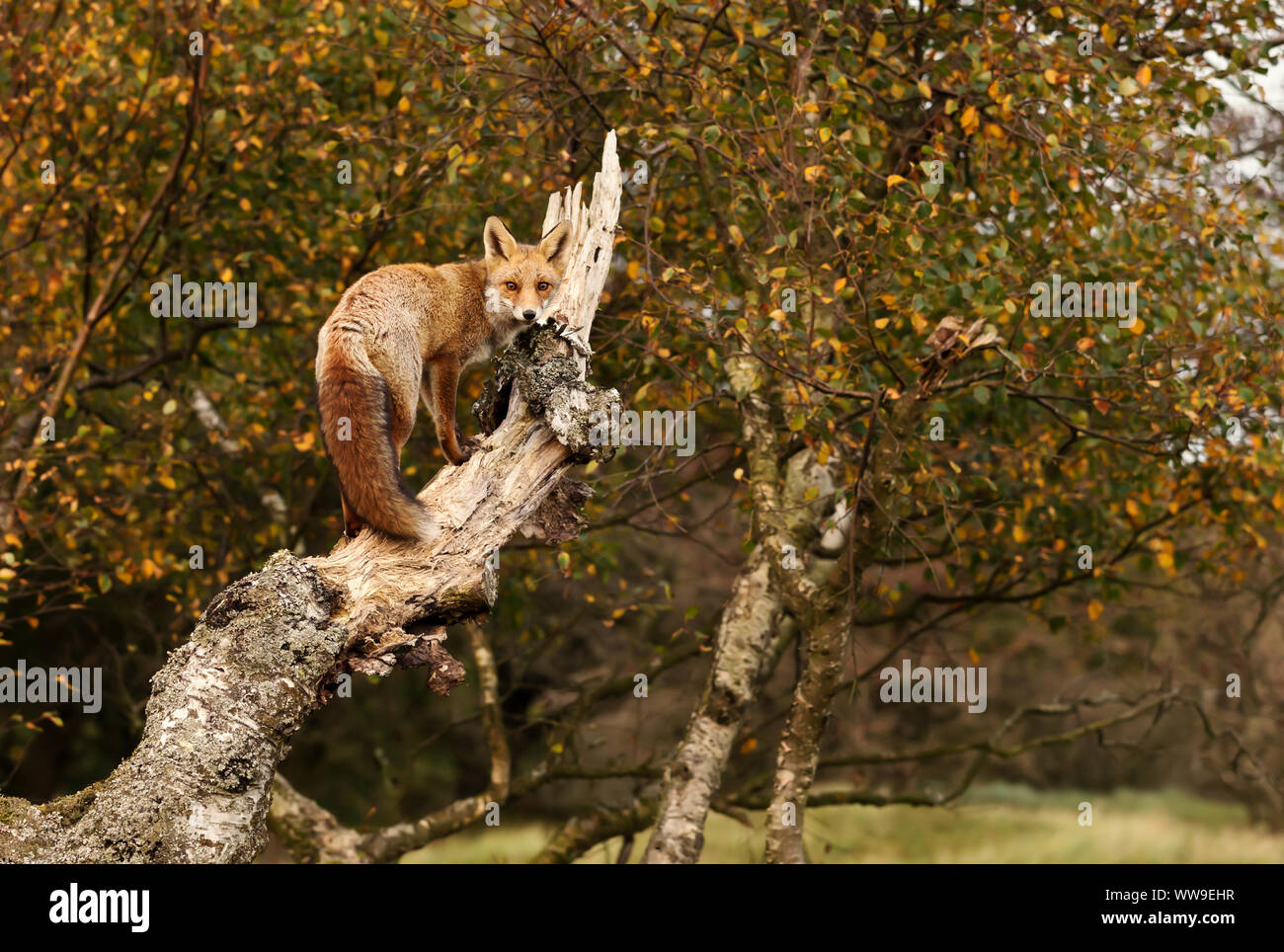 Close up of a red fox (vulpes vulpes) in a tree Stock Photo - Alamy