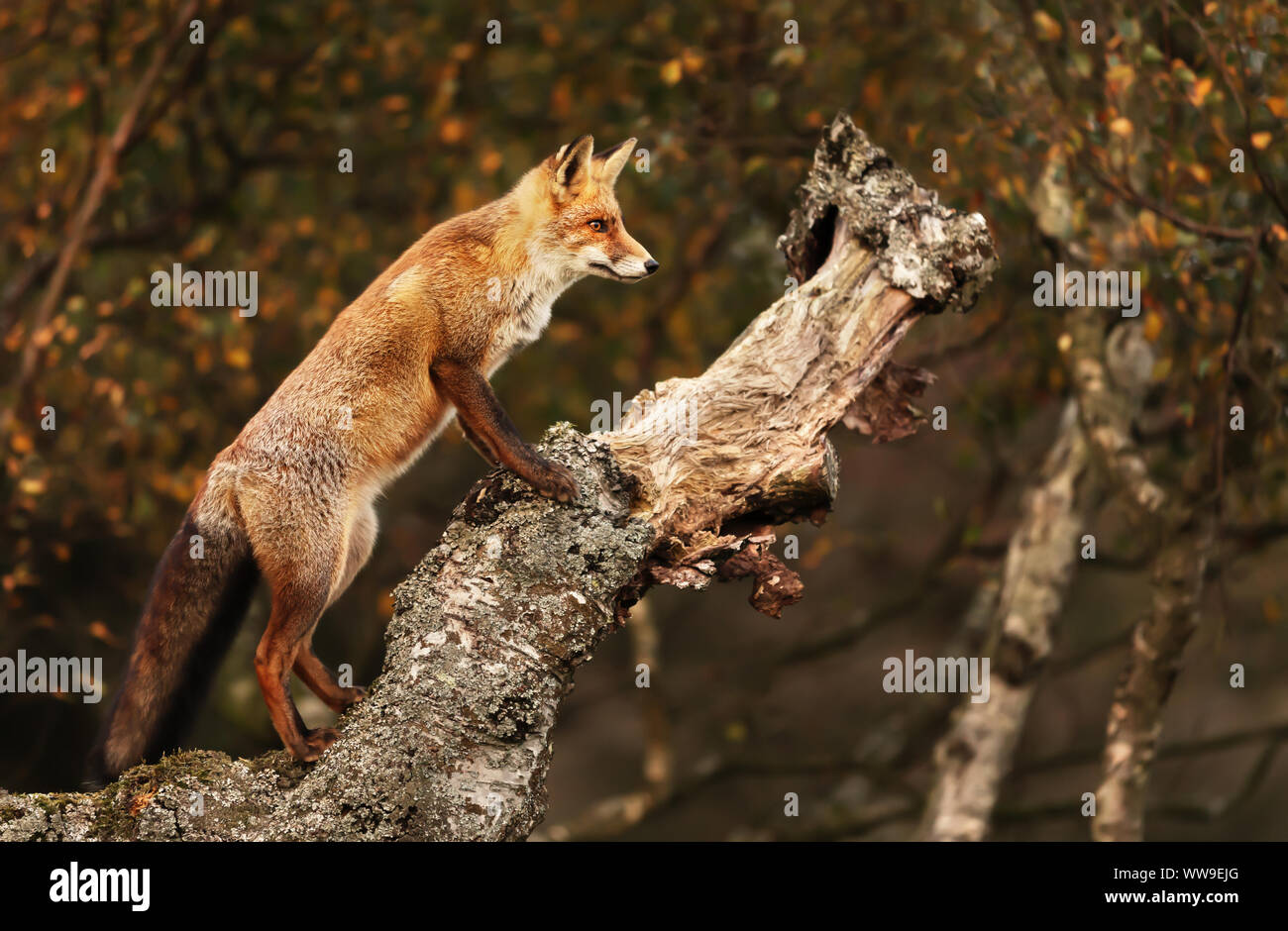 Tree climbing fox hi-res stock photography and images - Alamy