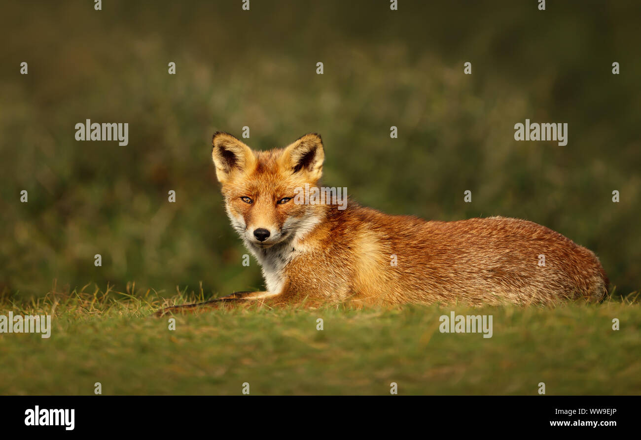 Relaxed red hi-res stock photography and images - Alamy