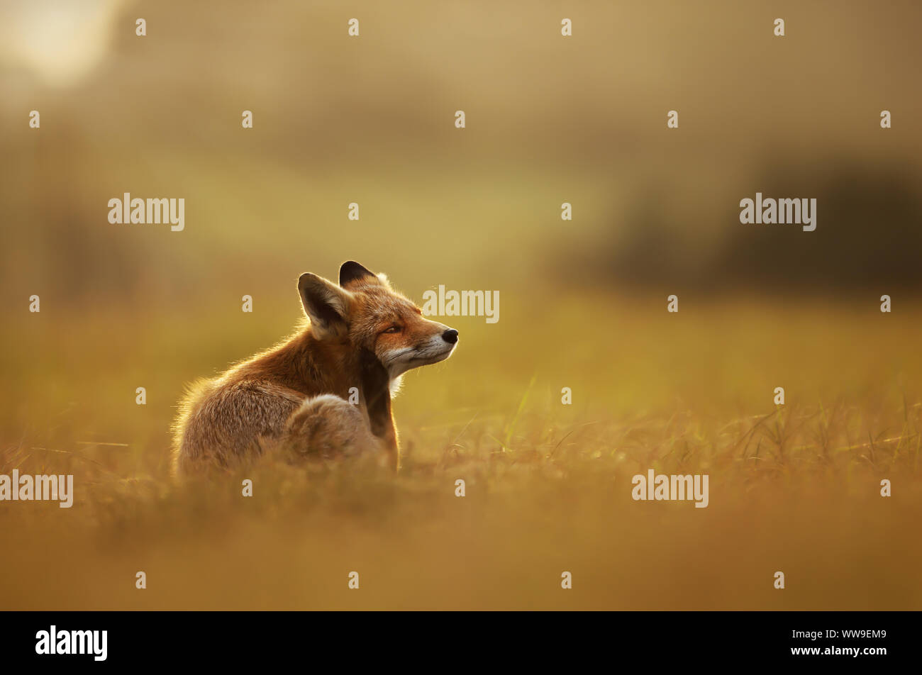 Red fox at sunset hi-res stock photography and images - Alamy