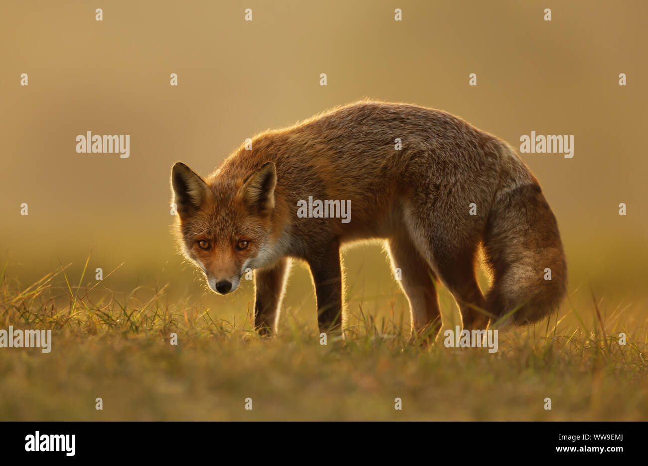 Fox sunset hi-res stock photography and images - Alamy