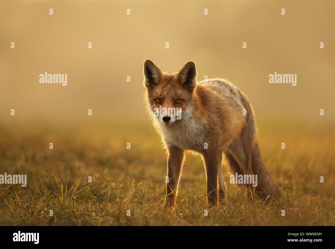 Red fox at sunset hi-res stock photography and images - Alamy