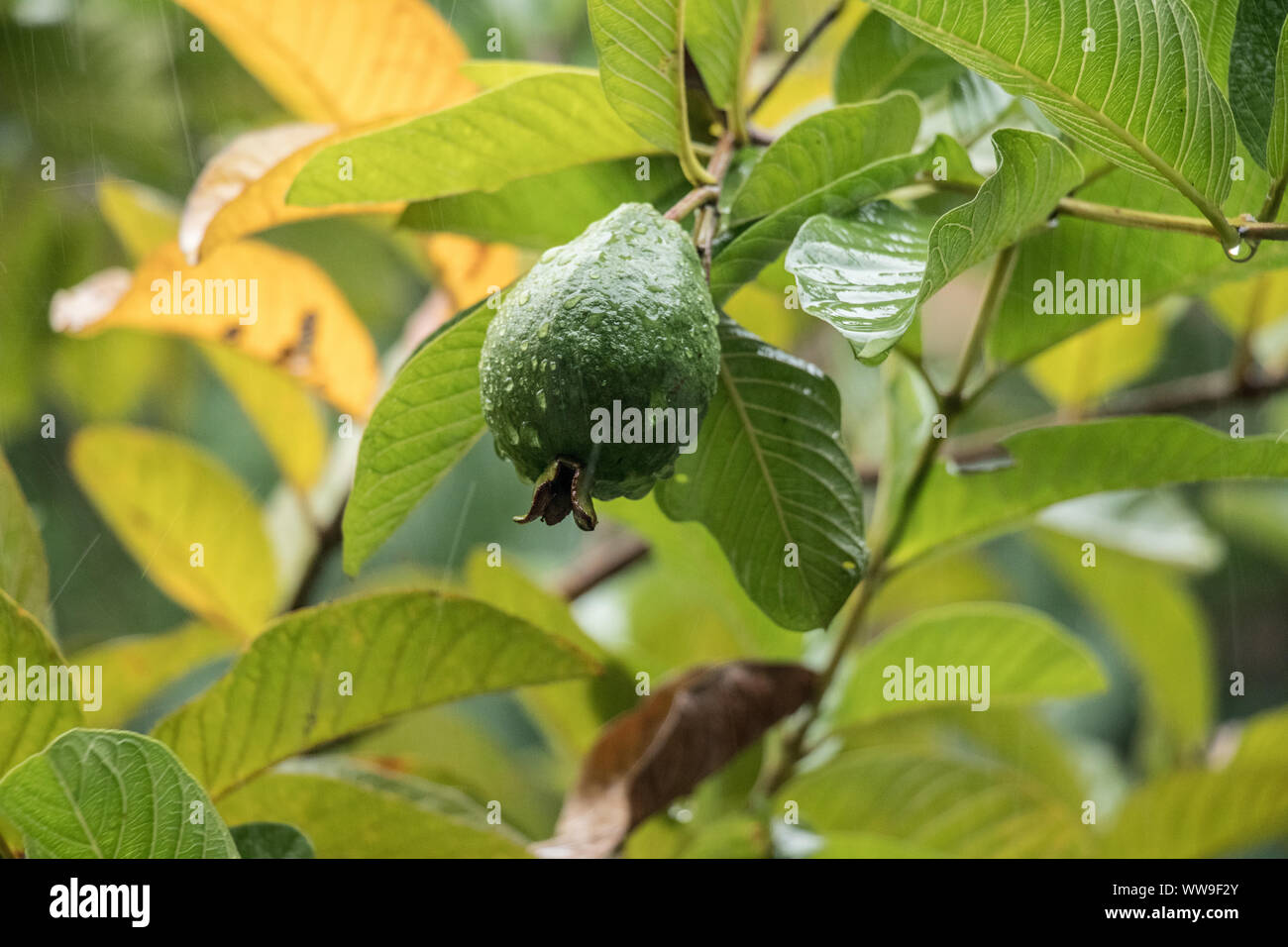 Rain on guava tree hi-res stock photography and images - Alamy