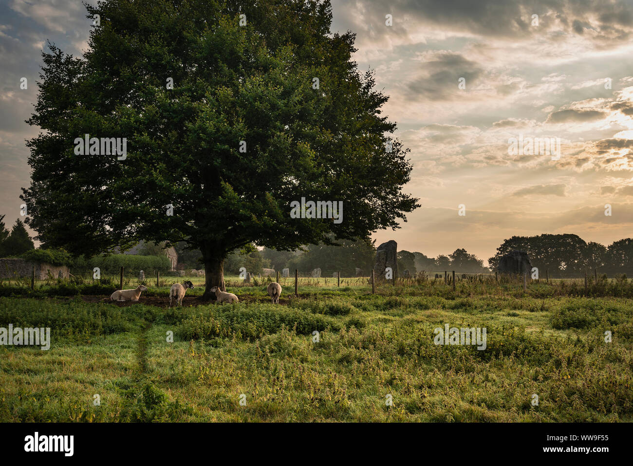 Beautiful landscape image of sheep awakening under tree during Summer ...