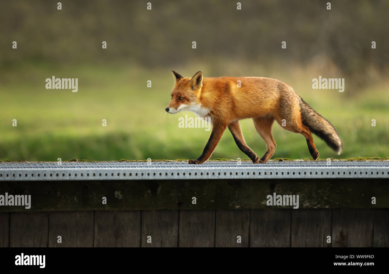 Wildlife Crossing Bridge High Resolution Stock Photography and Images ...