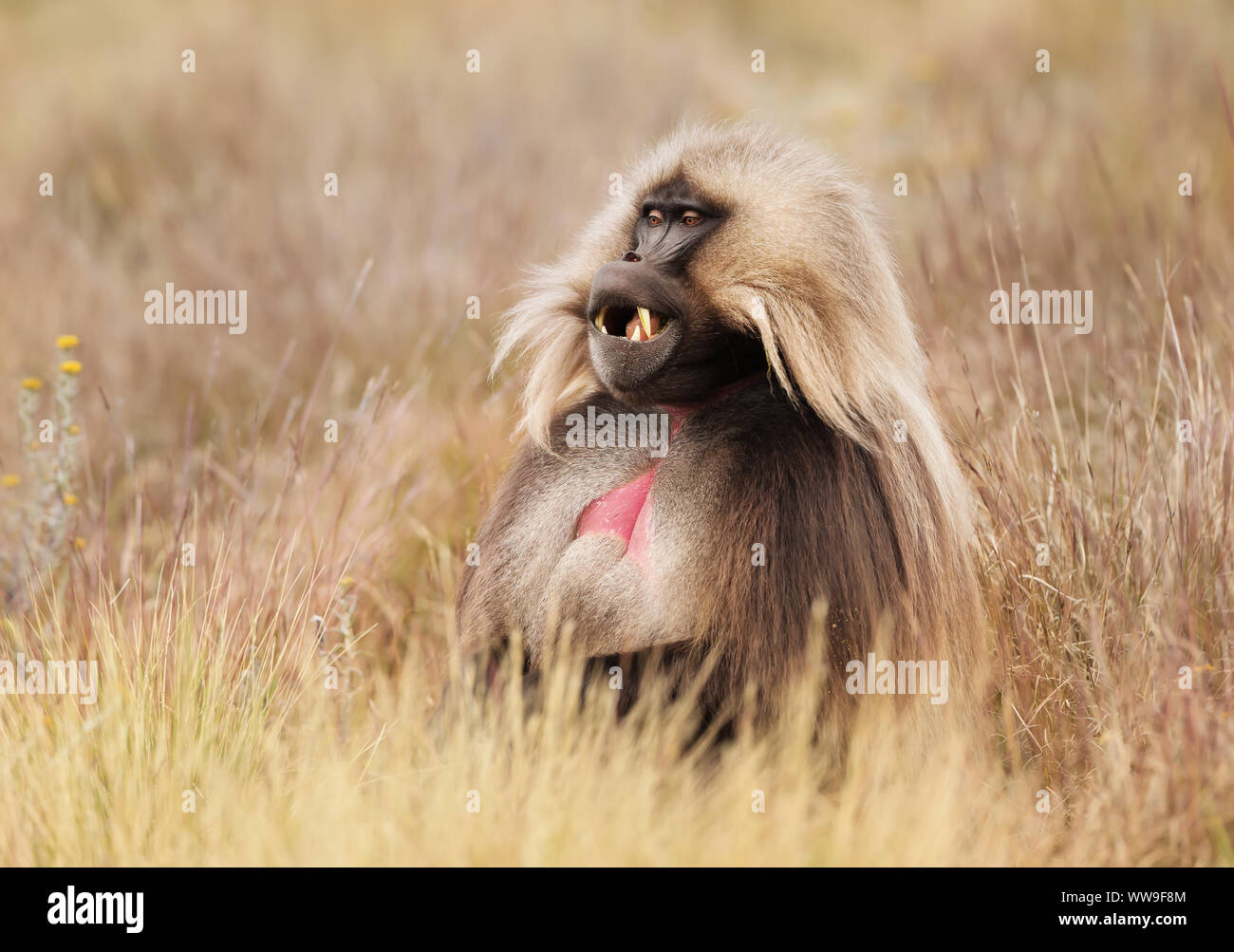 Close up of male Gelada monkey (Theropithecus gelada) sitting in grass ...