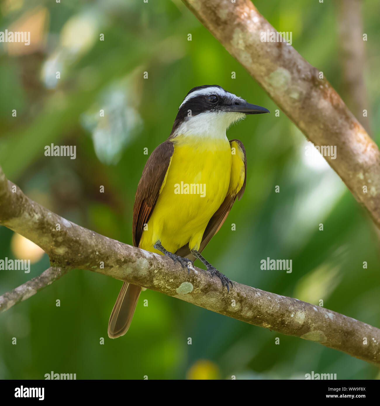 Great kiskadee, yellow exotic bird in Costa Rica Stock Photo - Alamy