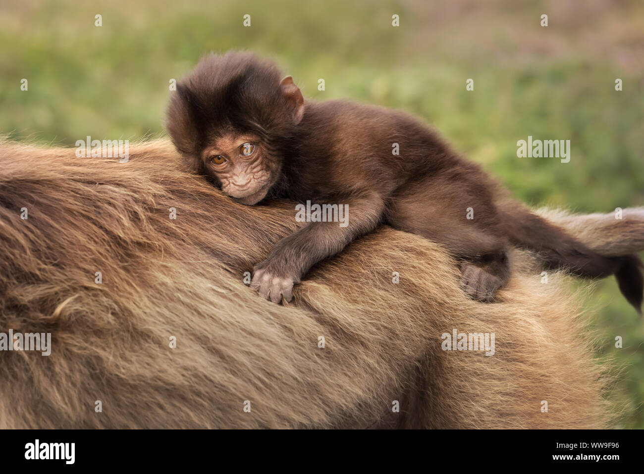 StW 573 Australopithecus prometheus