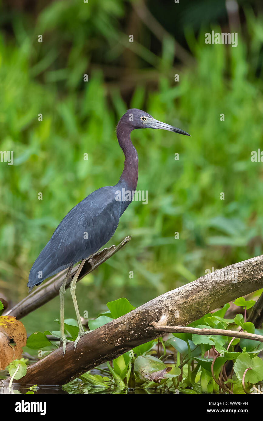 Little Blue Heron, Egretta caerulea, bird perched on a branch in Costa ...