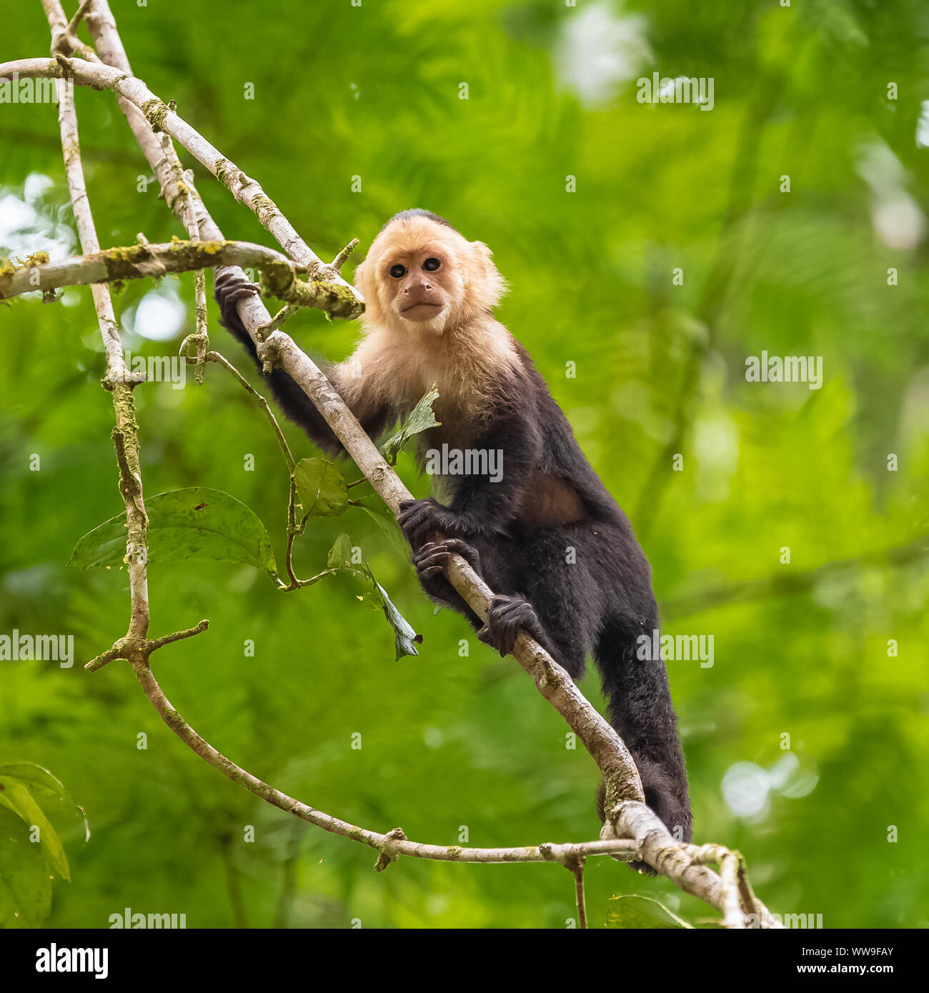 Little capuchin monkey hi-res stock photography and images - Alamy