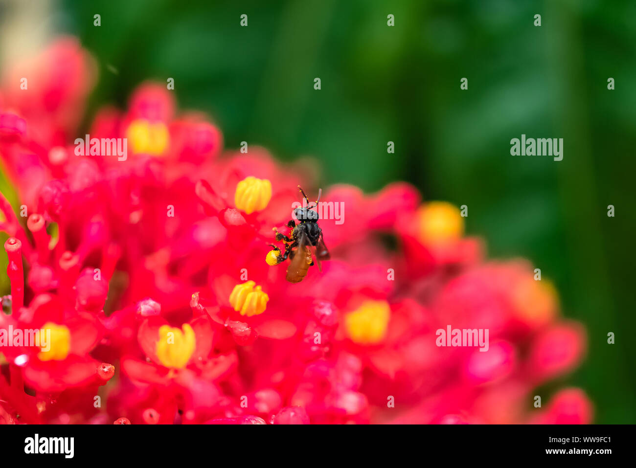 Insect flying on a red flower to harvest pollen Stock Photo - Alamy