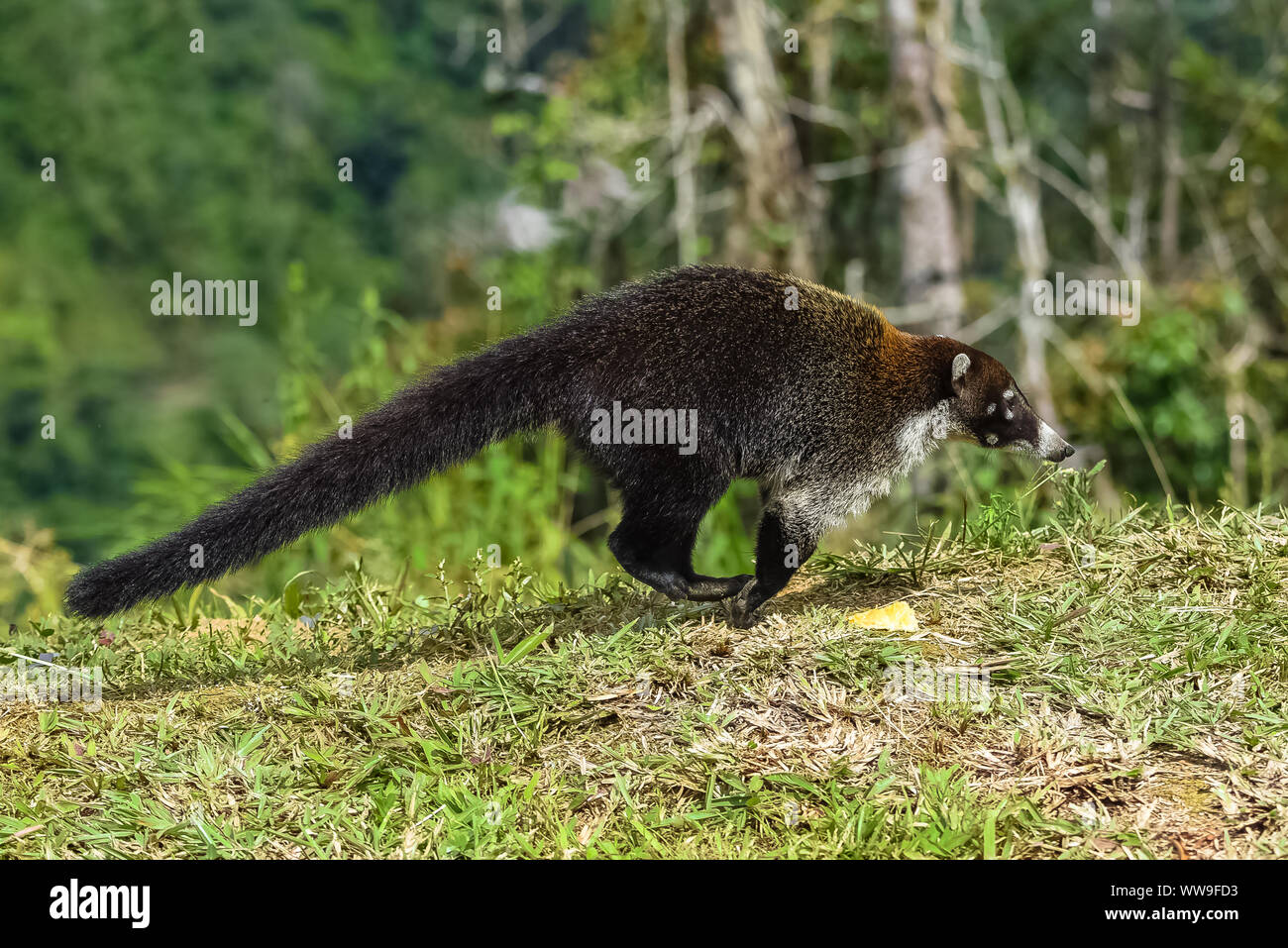 Coati Profile High Resolution Stock Photography and Images - Alamy