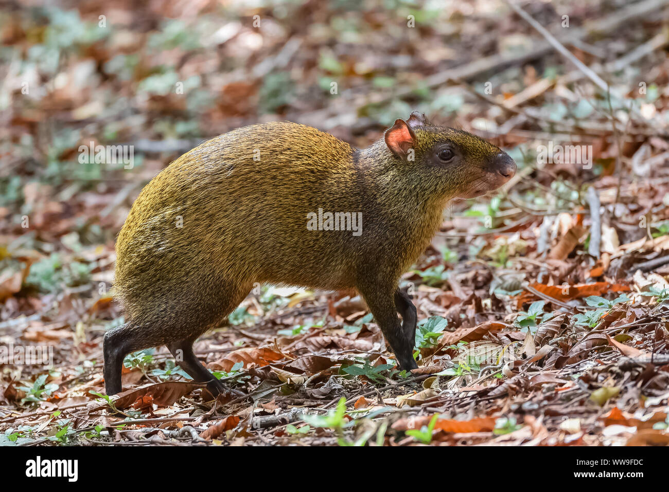 Tropical Rodent High Resolution Stock Photography and Images - Alamy