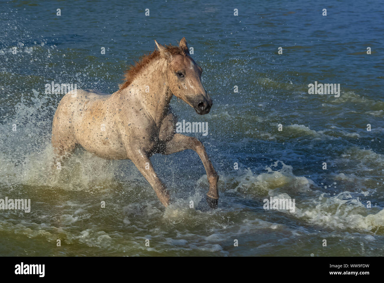 Horses running in the water, beautiful wild horses in Camargue Stock ...