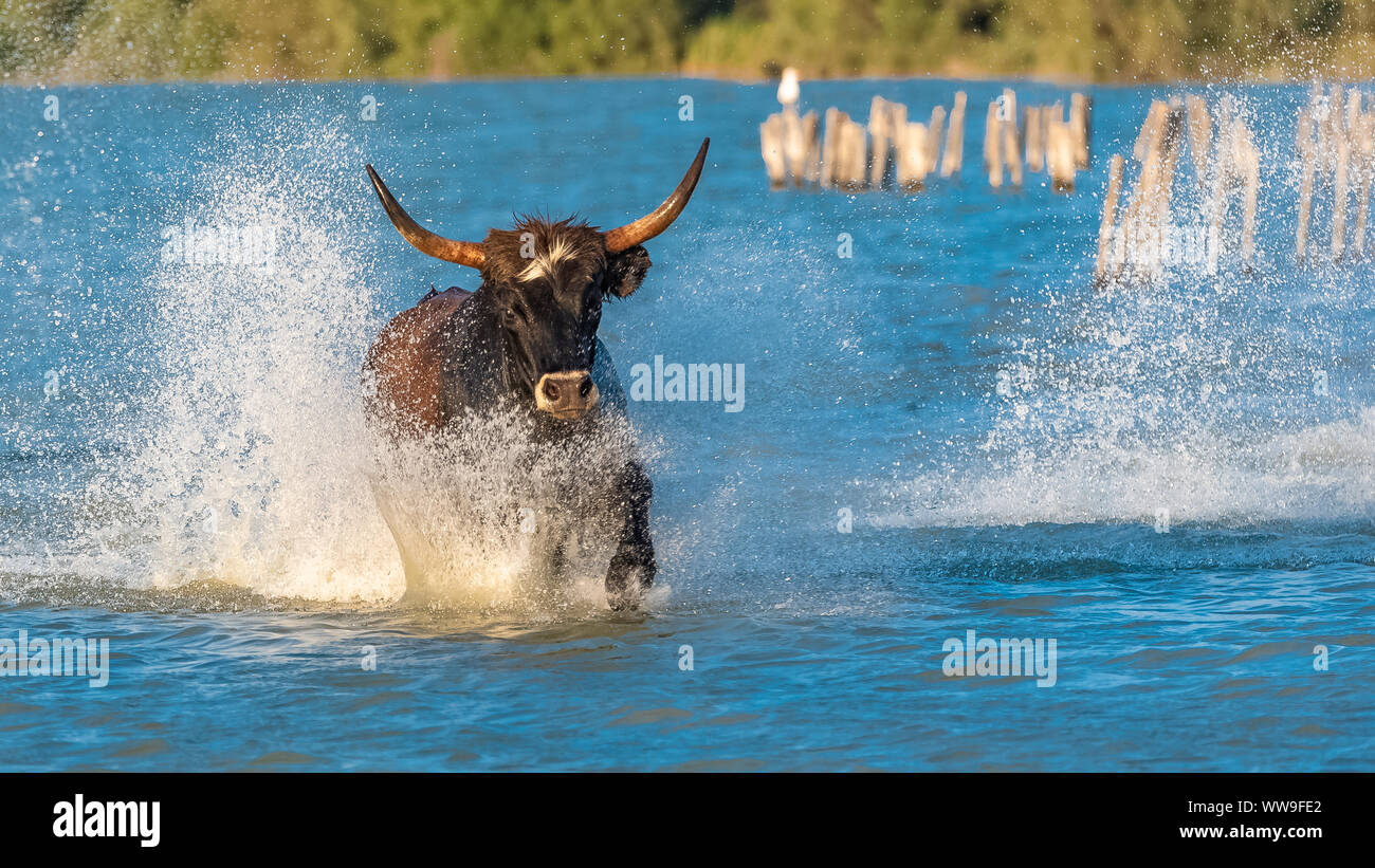 Bull galloping in the water, running bull in Camargue Stock Photo - Alamy