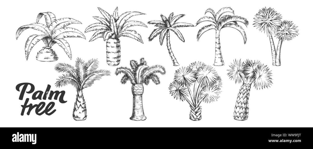 Palm trees tattoo Cut Out Stock Images & Pictures - Alamy
