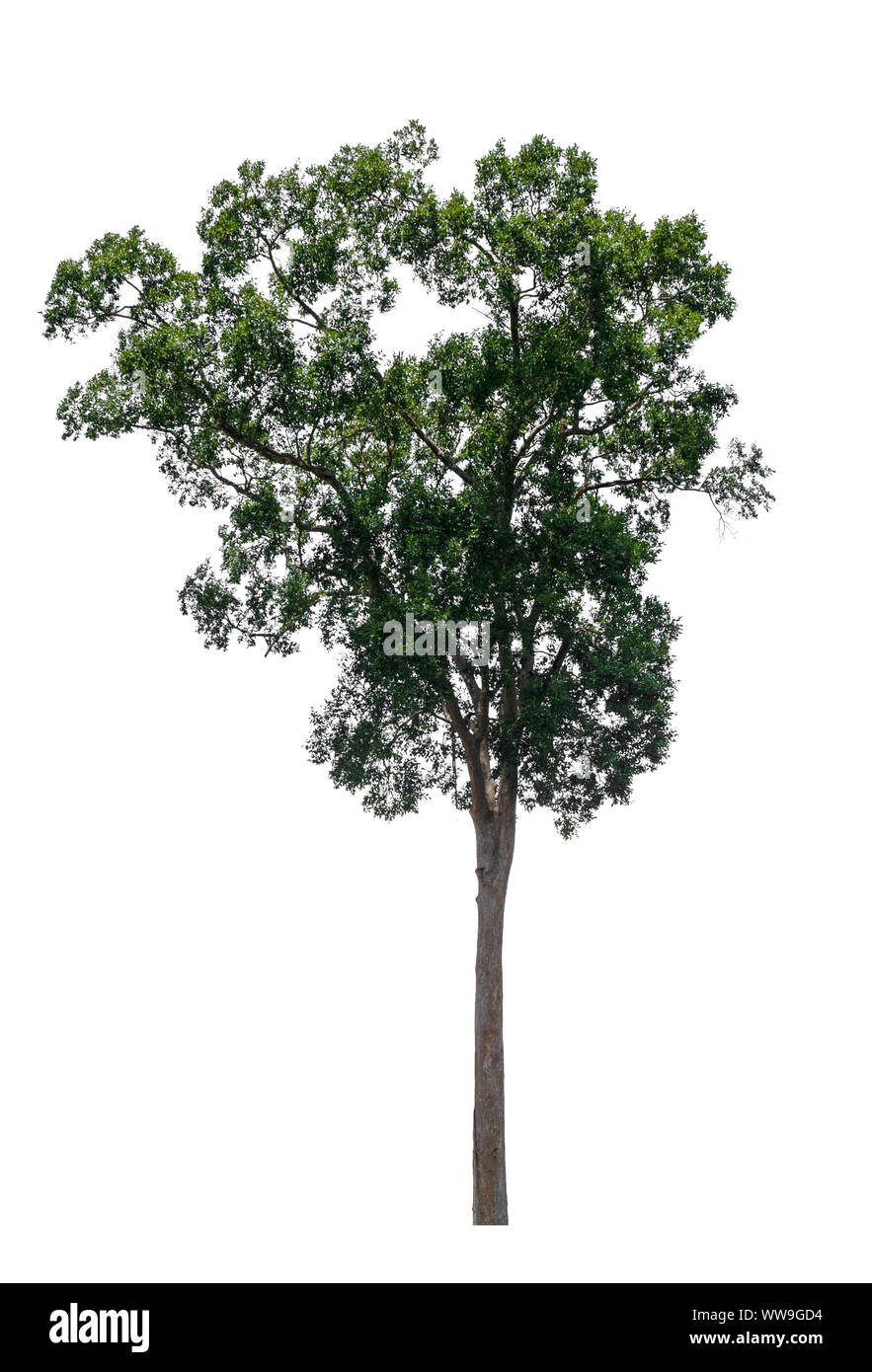 Evergreen forest summer path Cut Out Stock Images & Pictures - Alamy