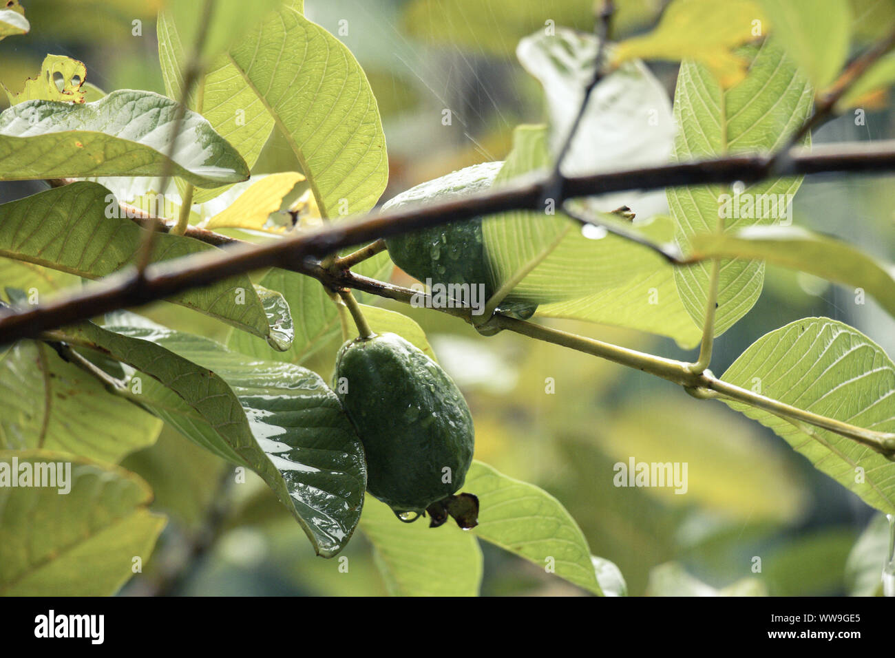 guava on tree with water drops Stock Photo - Alamy