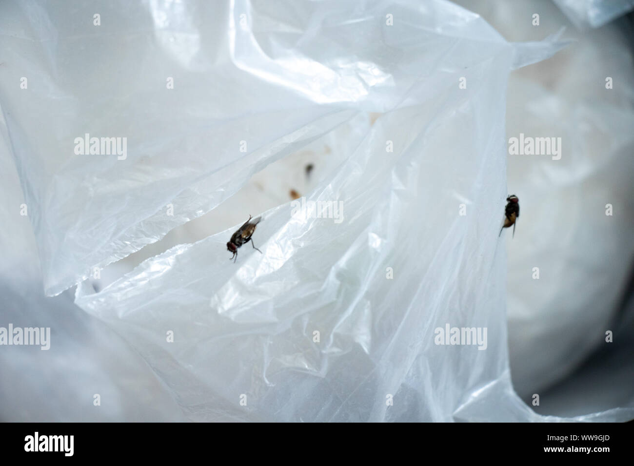 Dirty kitchen trash can hi-res stock photography and images - Alamy