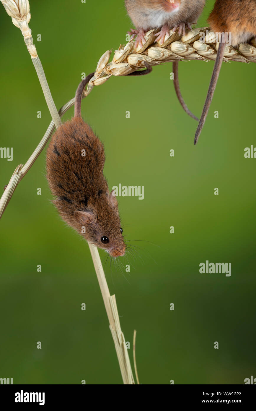 Cute harvest mice micromys minutus on wheat stalk with neutral green ...