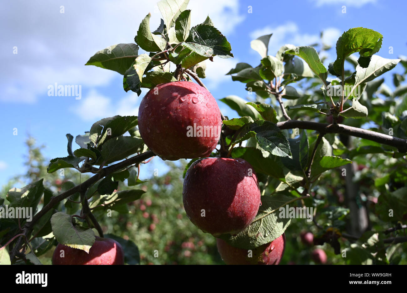 Jork, Germany. 13th Sep, 2019. Red Jonaprince apples can be seen on a ...