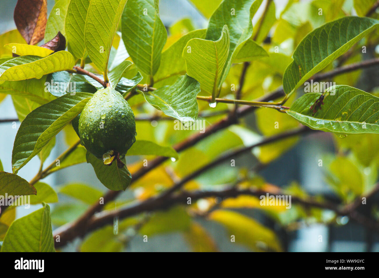 Guava on tree hi-res stock photography and images - Alamy