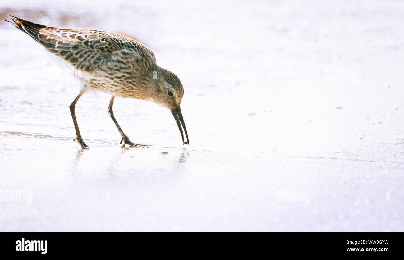 Small wading shore bird hi-res stock photography and images - Alamy
