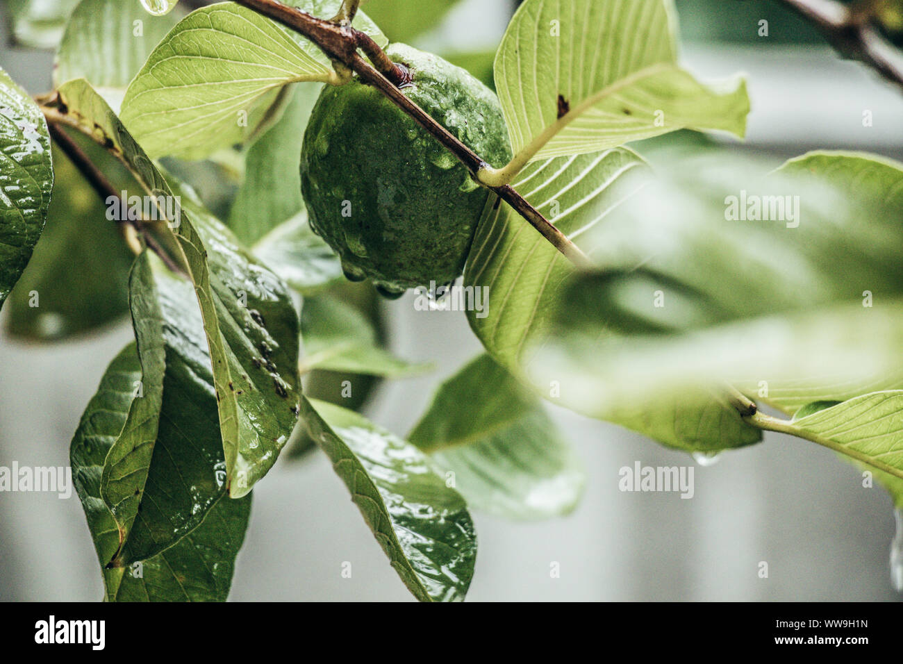Rain on guava tree hi-res stock photography and images - Alamy