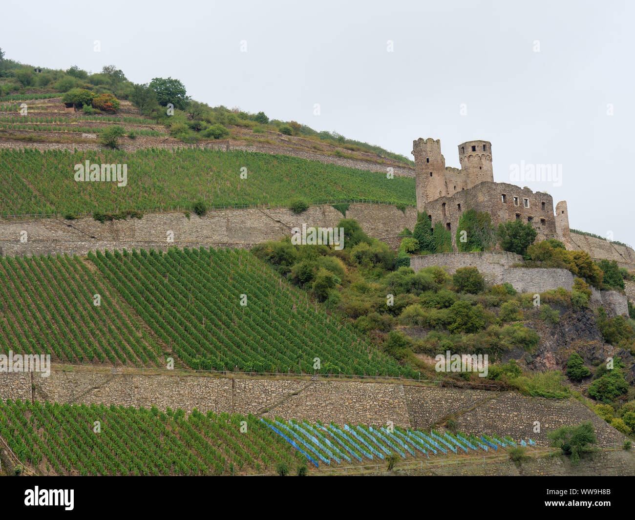 the river rhine in germany Stock Photo - Alamy