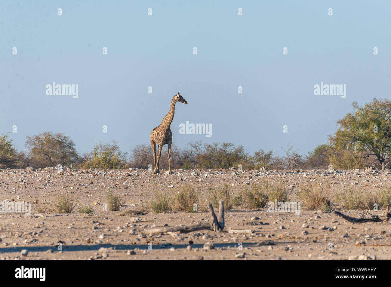 An Angolan Giraffe - Giraffa giraffa angolensis- Walking on the plains ...
