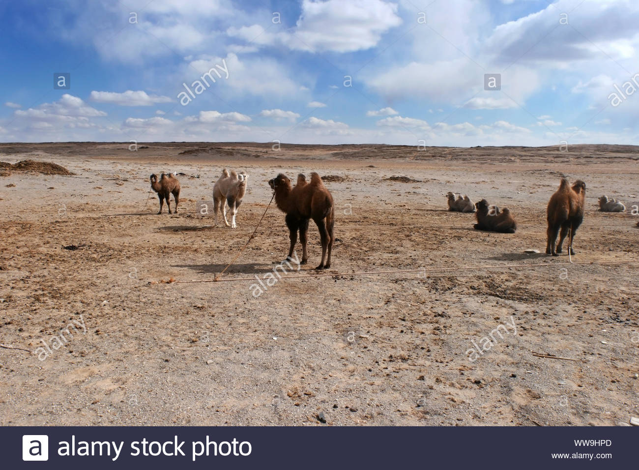 Bactrian Camels High Resolution Stock Photography and Images - Alamy