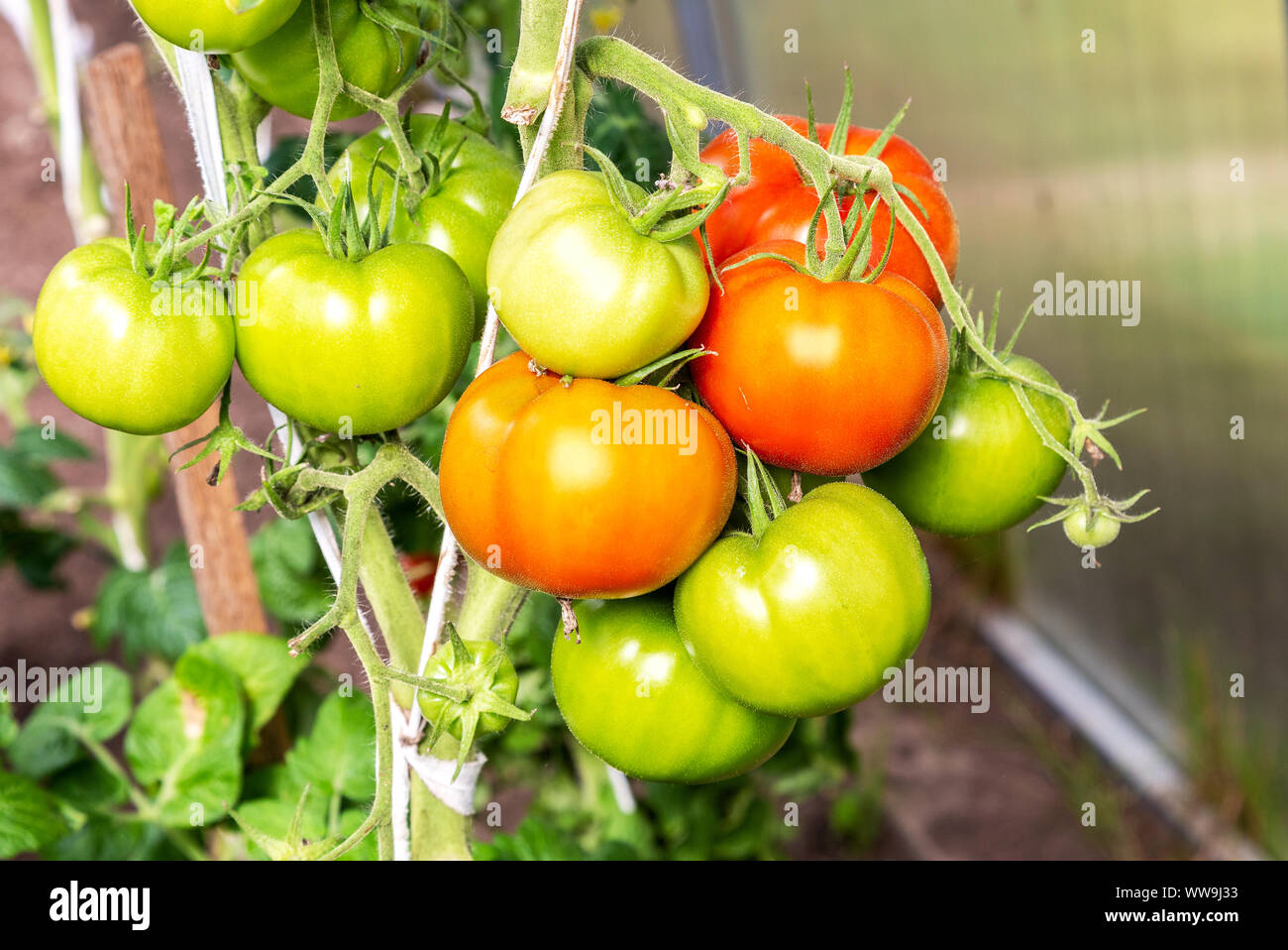 Tomato fruits grow in a greenhouse close up Stock Photo - Alamy