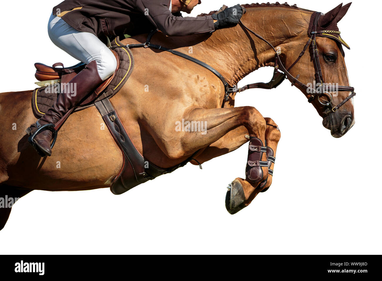 Equestrian Sports, Horse Jumping Event, Isolated on White Background ...