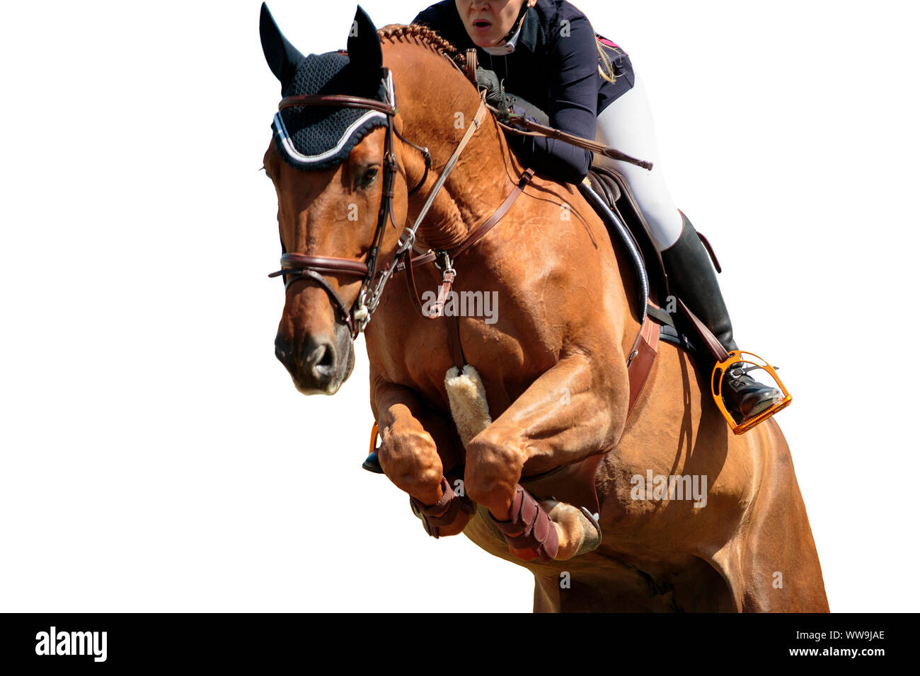 Equestrian Sports, Horse Jumping Event, Isolated on White Background ...