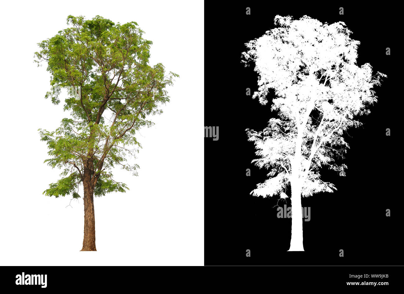single tree with clipping path and alpha channel Stock Photo - Alamy