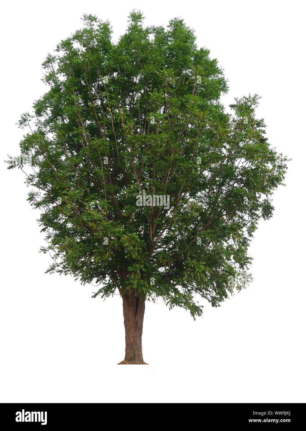 isolated single tree with clipping path Stock Photo - Alamy
