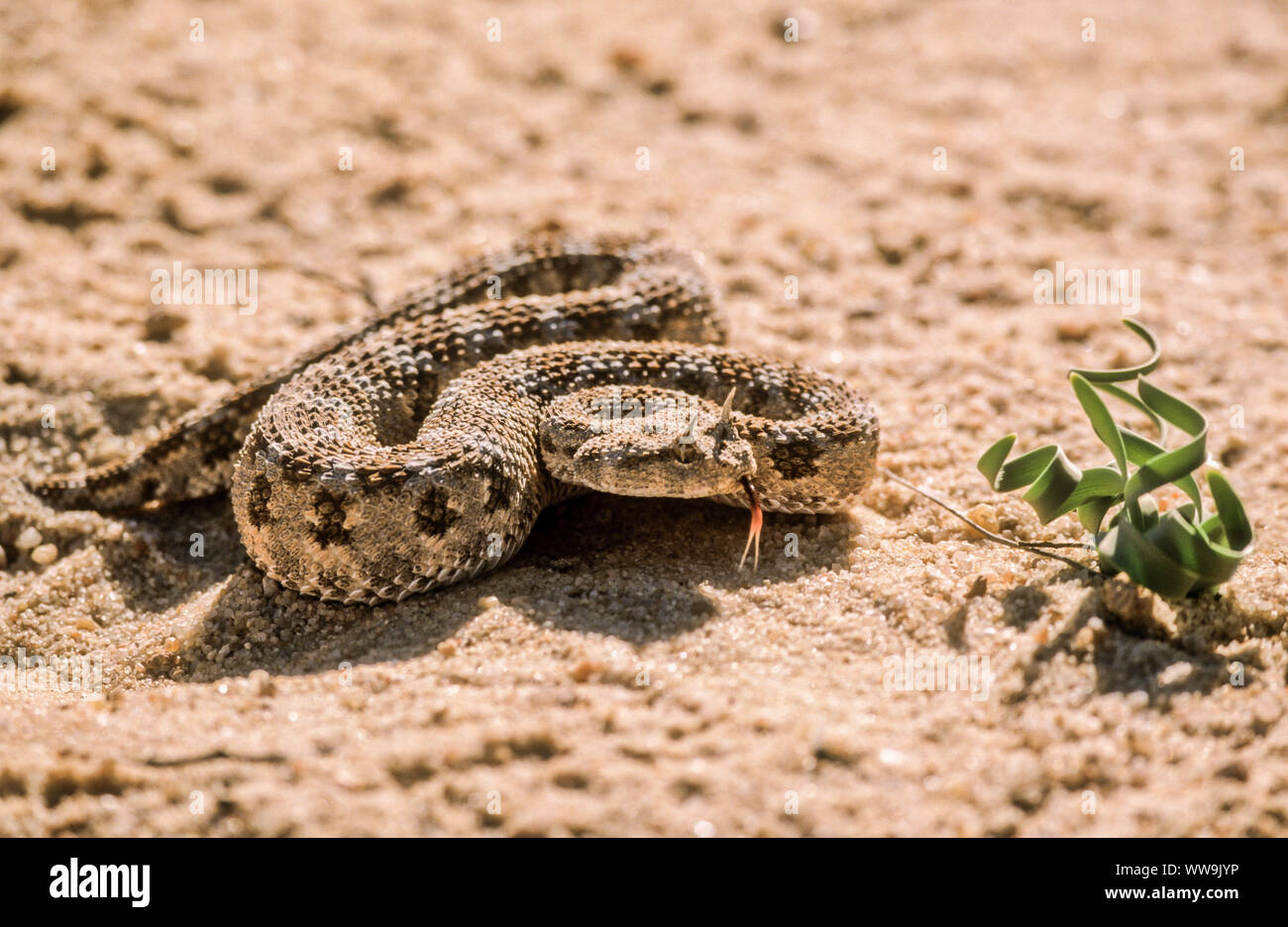 Saharan horned viper (Cerastes cerastes Stock Photo - Alamy