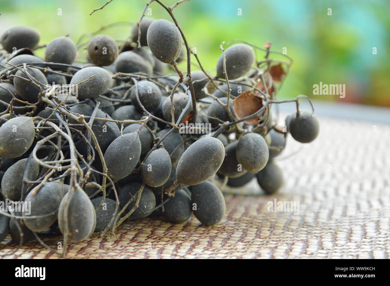 Velvet seed tree hi-res stock photography and images - Alamy