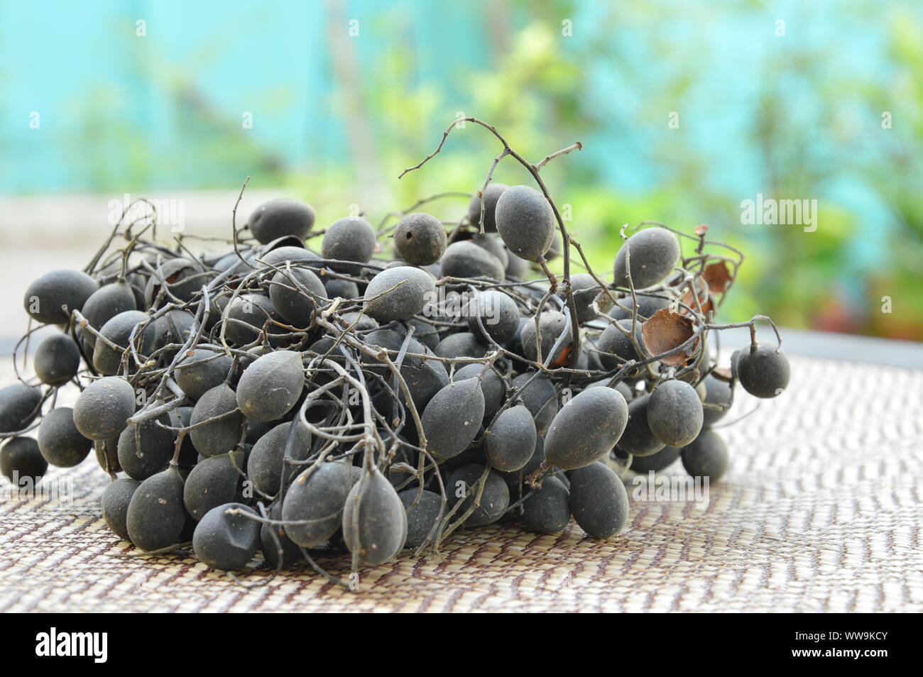 Velvet seed tree hi-res stock photography and images - Alamy