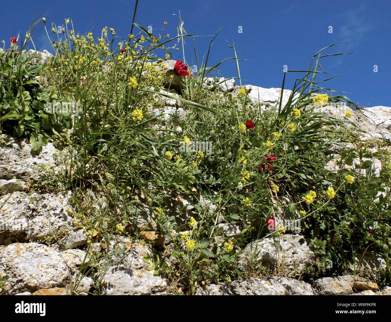 castle, medieval, walls, Akrokorinthos, Korinthos, Greece Stock Photo ...